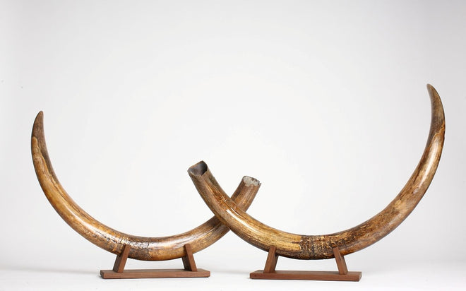 Natural vs Restored Mammoth Tusks – Arctic Antiques