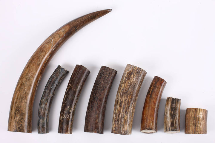 Natural vs Restored Mammoth Tusks – Arctic Antiques