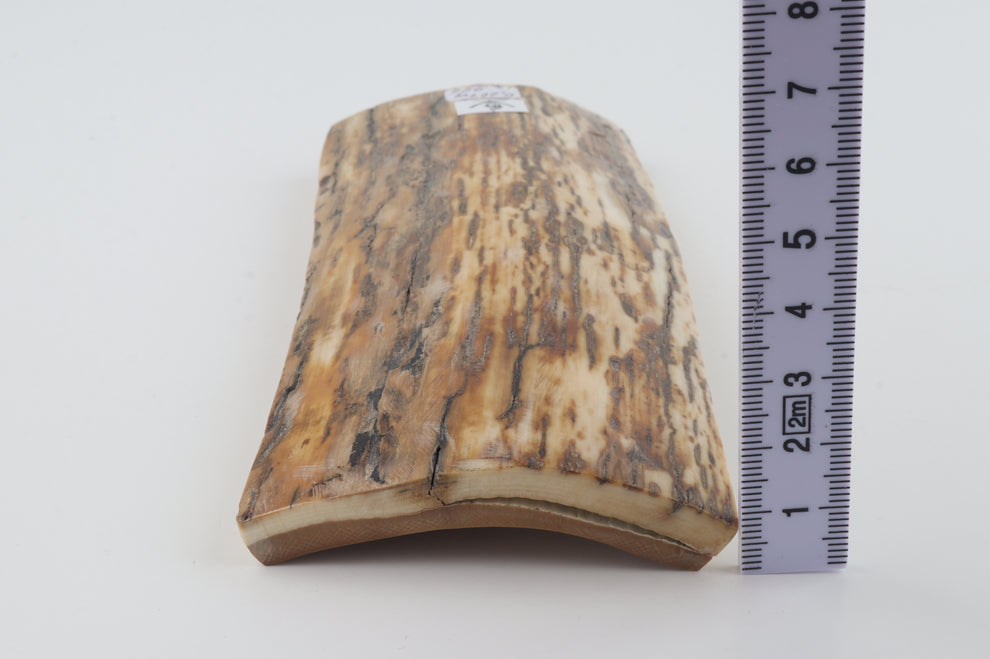 Natural mammoth bark – Arctic Antiques