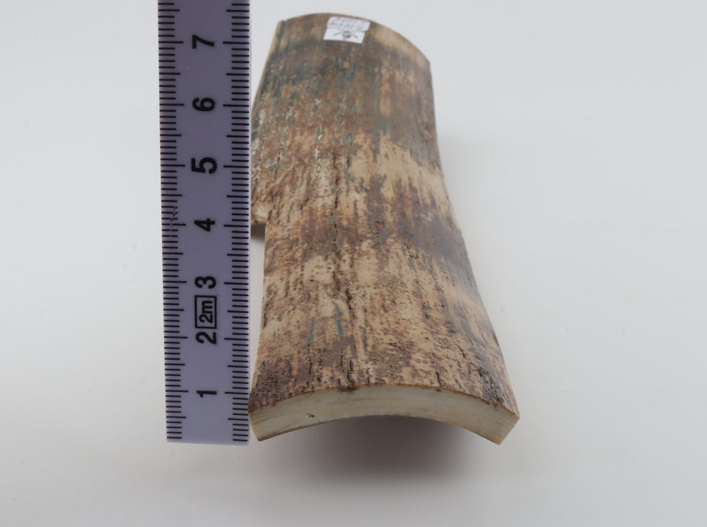 Natural mammoth bark – Arctic Antiques