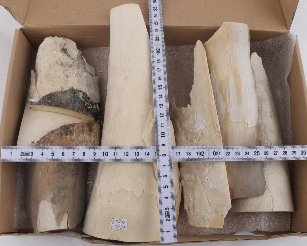 Untreated mammoth ivory pieces – Arctic Antiques
